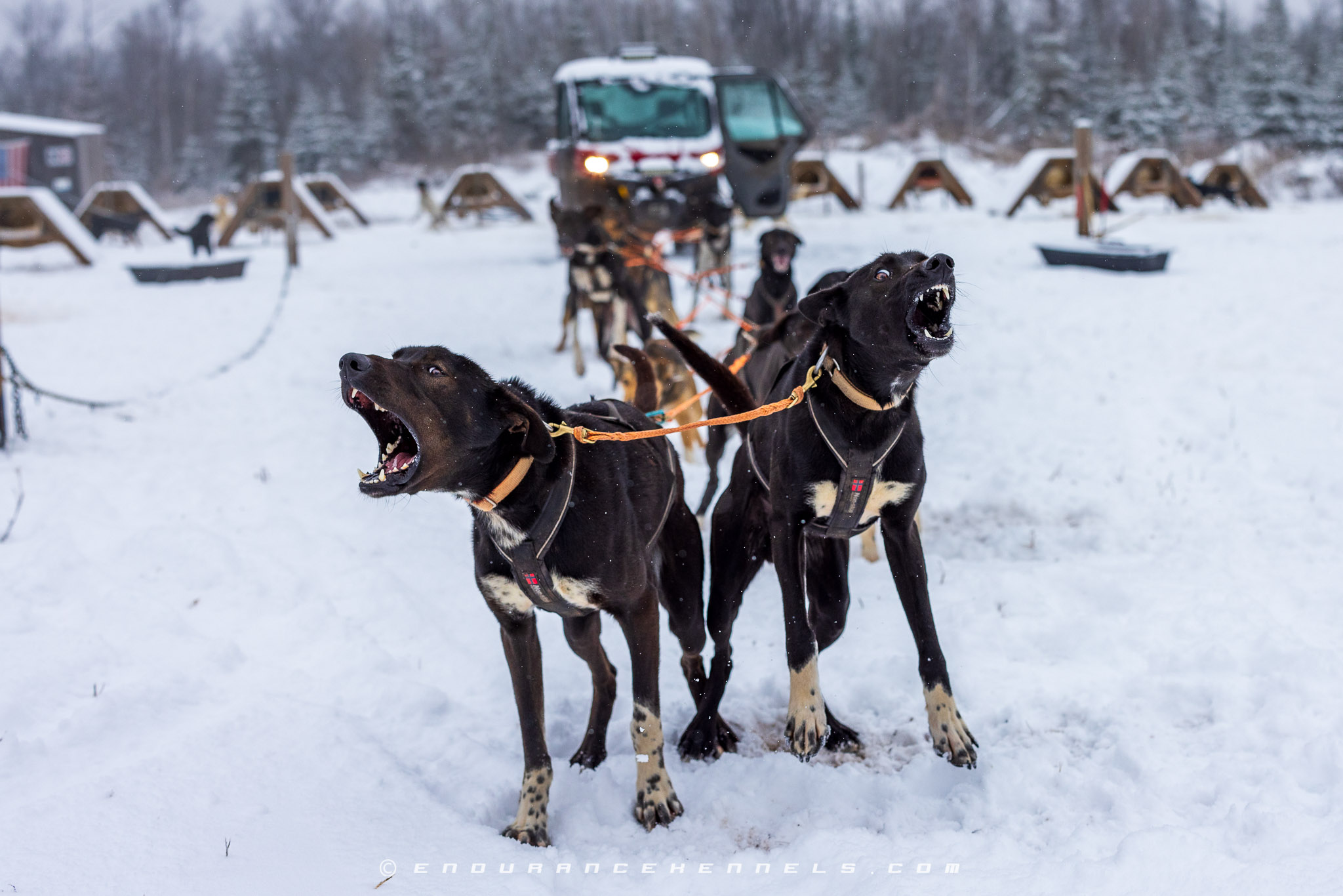 Mushing Resources | Endurance Kennels LLC